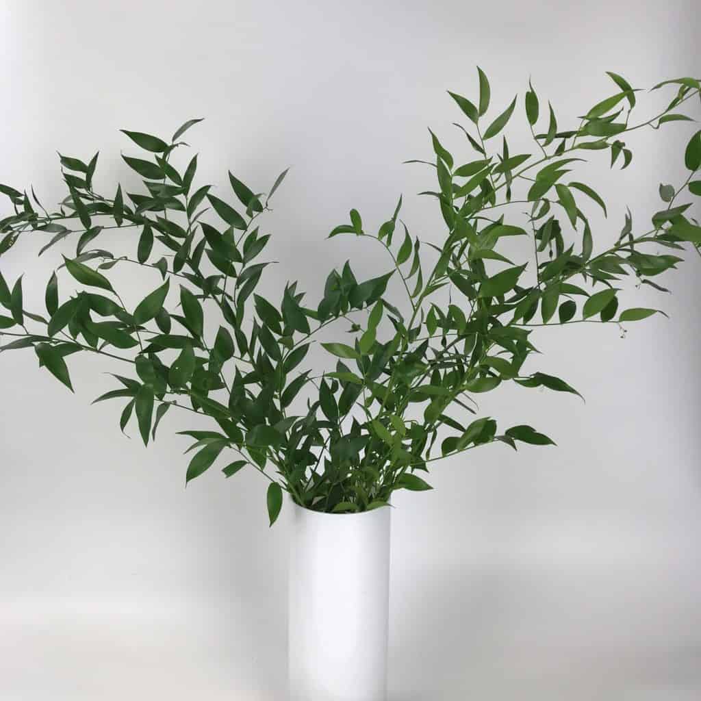 A Guide To Popular Greenery - Cascade Floral Wholesale