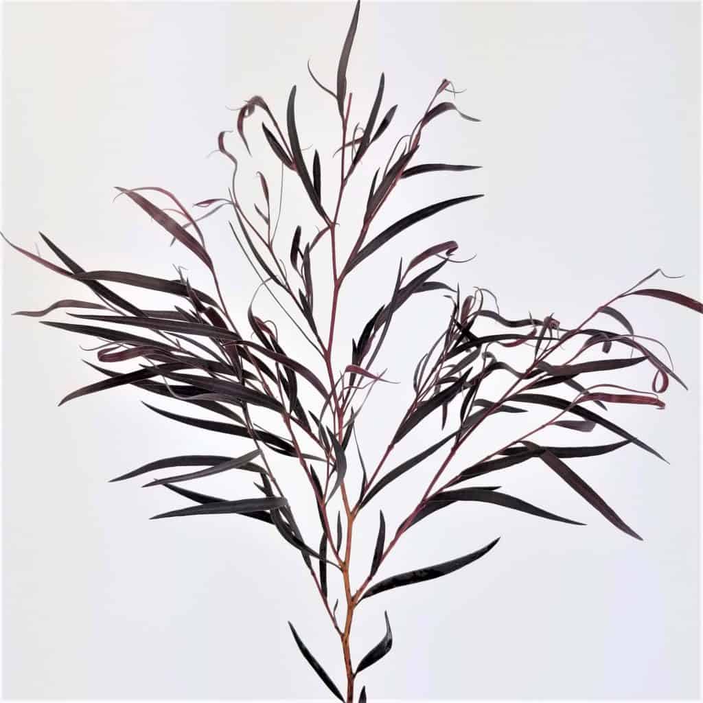 AGONIS - Wholesale Bulk Flowers - Cascade Floral