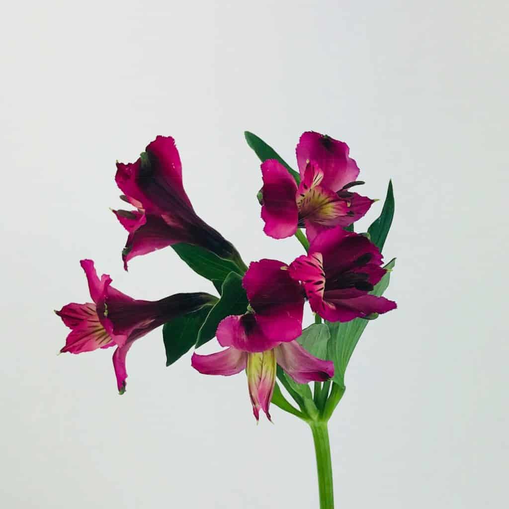 ALSTROEMERIA PURPLE - Wholesale Bulk Flowers - Cascade Floral
