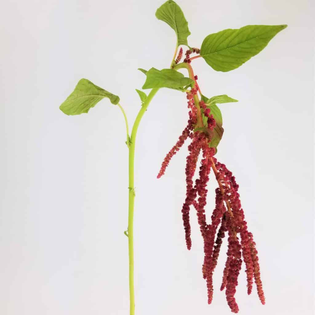 Amaranthus Burgundy - Wholesale Bulk Flowers - Cascade Floral
