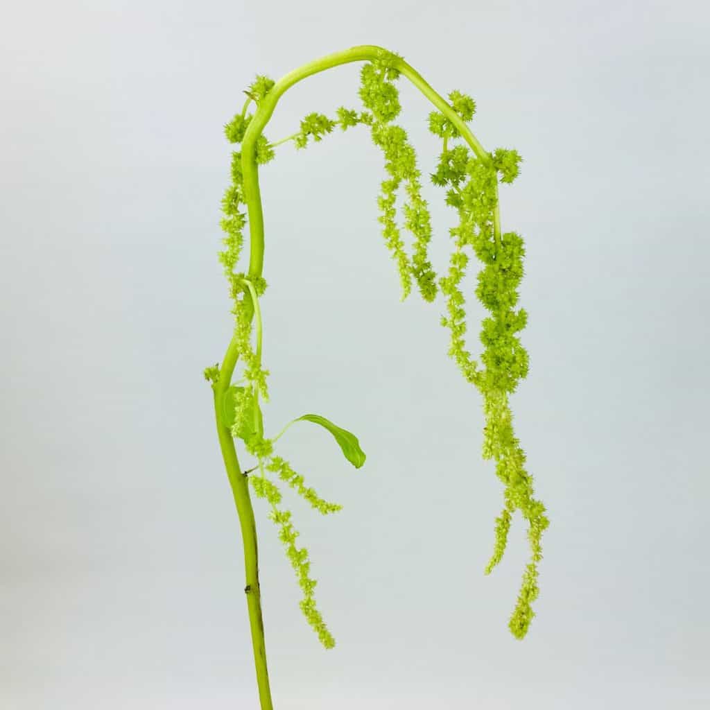 Amaranthus Green - Wholesale Bulk Flowers - Cascade Floral
