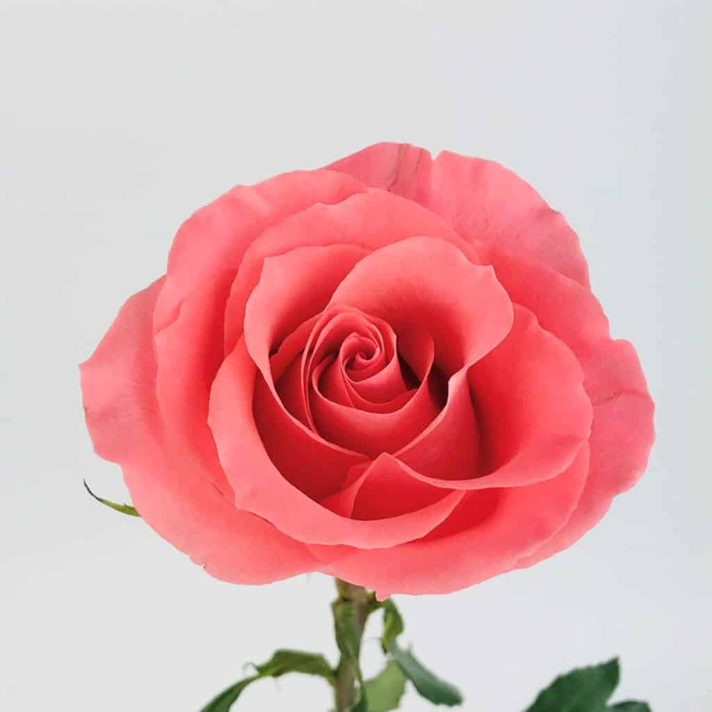 AMSTERDAM ROSE - 50CM - Wholesale Bulk Flowers - Cascade Floral