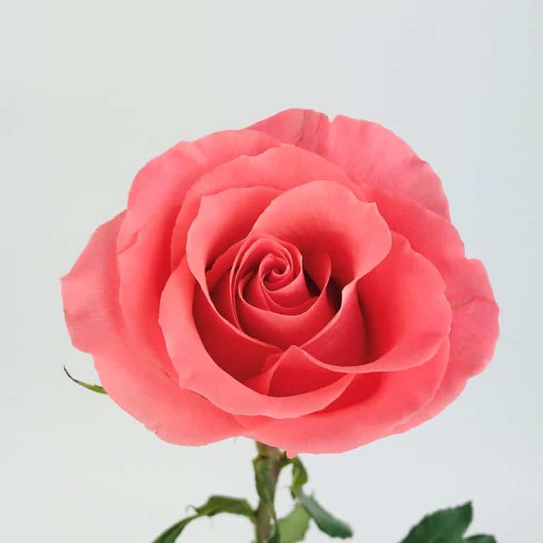 AMSTERDAM ROSE - 50CM - Wholesale Bulk Flowers - Cascade Floral
