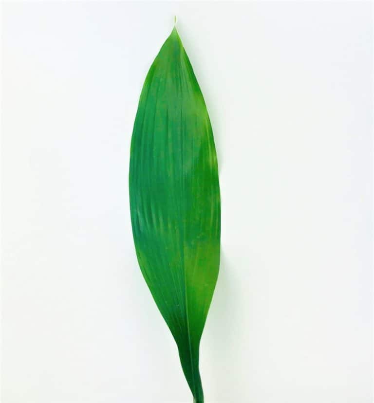 Aspidistra Green - Wholesale Bulk Flowers - Cascade Floral