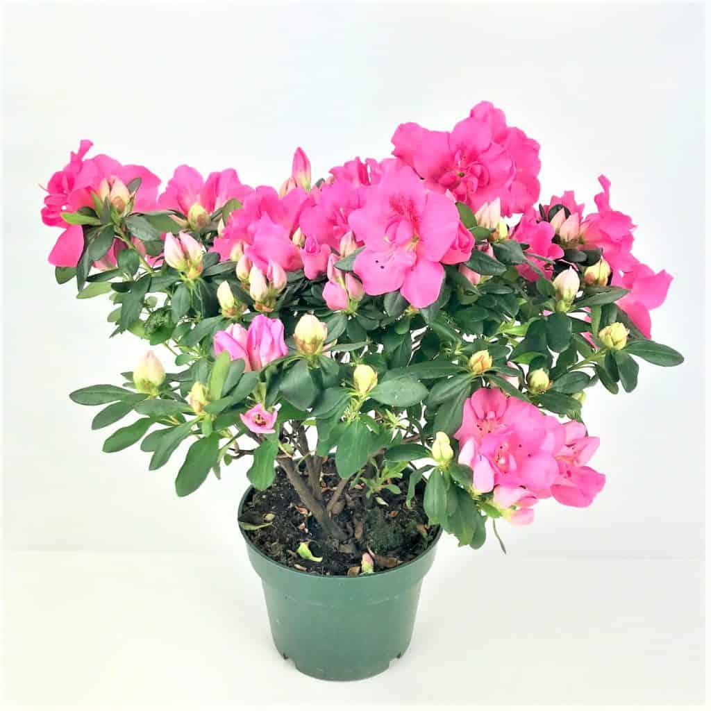 AZALEA PLANT - 6" POT - Wholesale Bulk Flowers - Cascade Floral