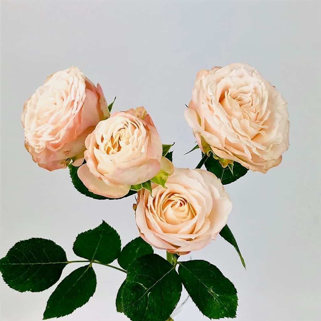 BLUSH GARDEN SPRAY ROSE - Wholesale Bulk Flowers - Cascade Floral