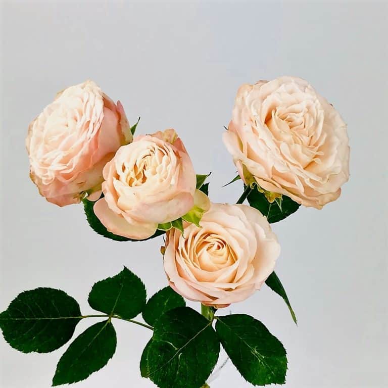 BLUSH GARDEN SPRAY ROSE - Wholesale Bulk Flowers - Cascade Floral