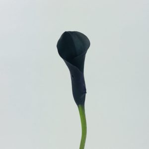 CALLA LILY MINI BLACK - Wholesale Bulk Flowers - Cascade Floral