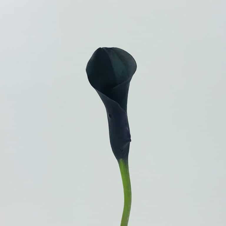 CARNATION- MOONSHADE - Wholesale Bulk Flowers - Cascade Floral