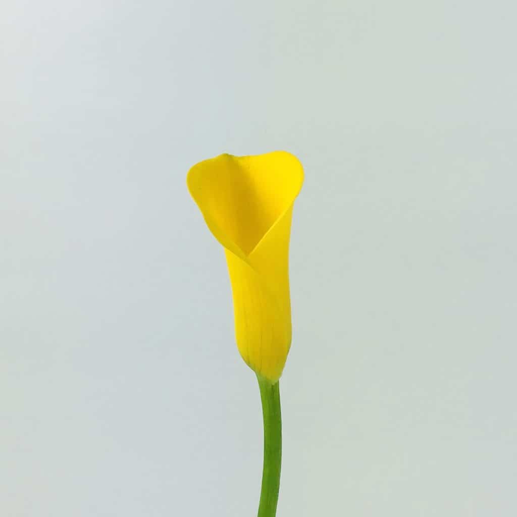 CALLA LILY MINI YELLOW - Wholesale Bulk Flowers - Cascade Floral
