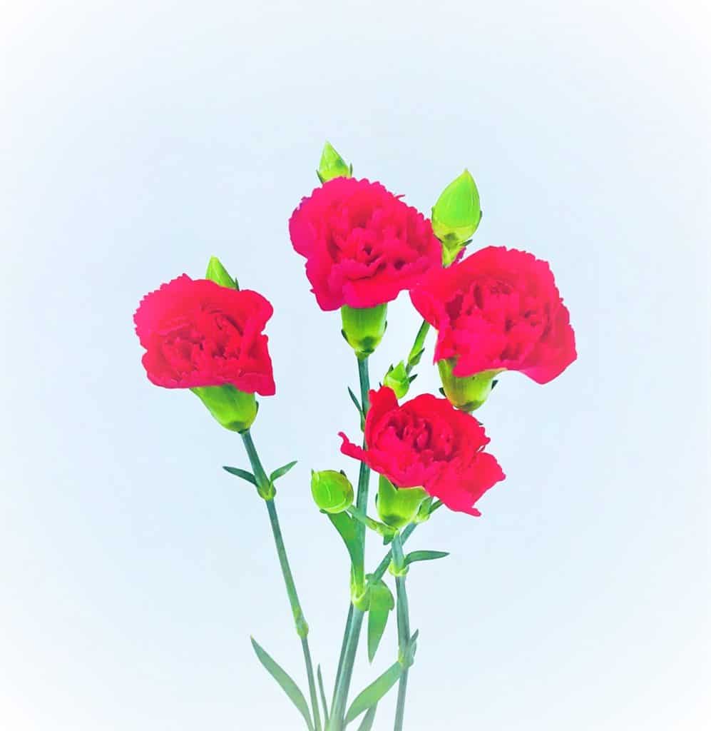 CARNATION MINI HOT PINK - Wholesale Bulk Flowers - Cascade Floral