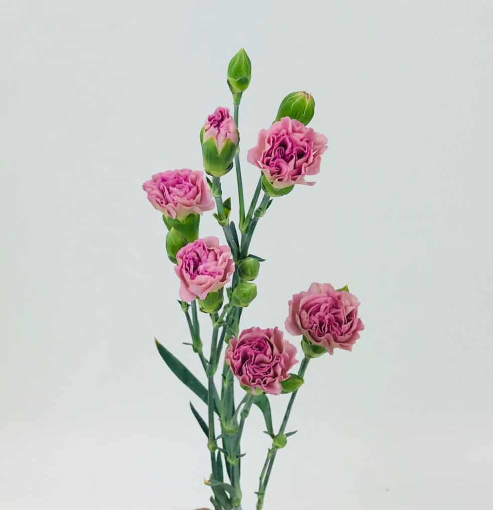 CARNATION MINI LAVENDER - Wholesale Bulk Flowers - Cascade Floral