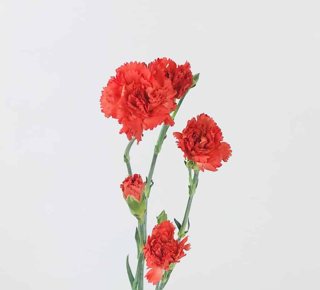 CARNATION MINI ORANGE - Wholesale Bulk Flowers - Cascade Floral