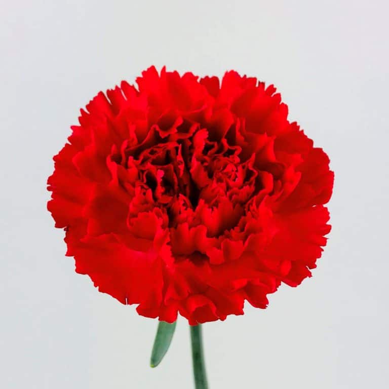 CARNATION MINI RED - Wholesale Bulk Flowers - Cascade Floral