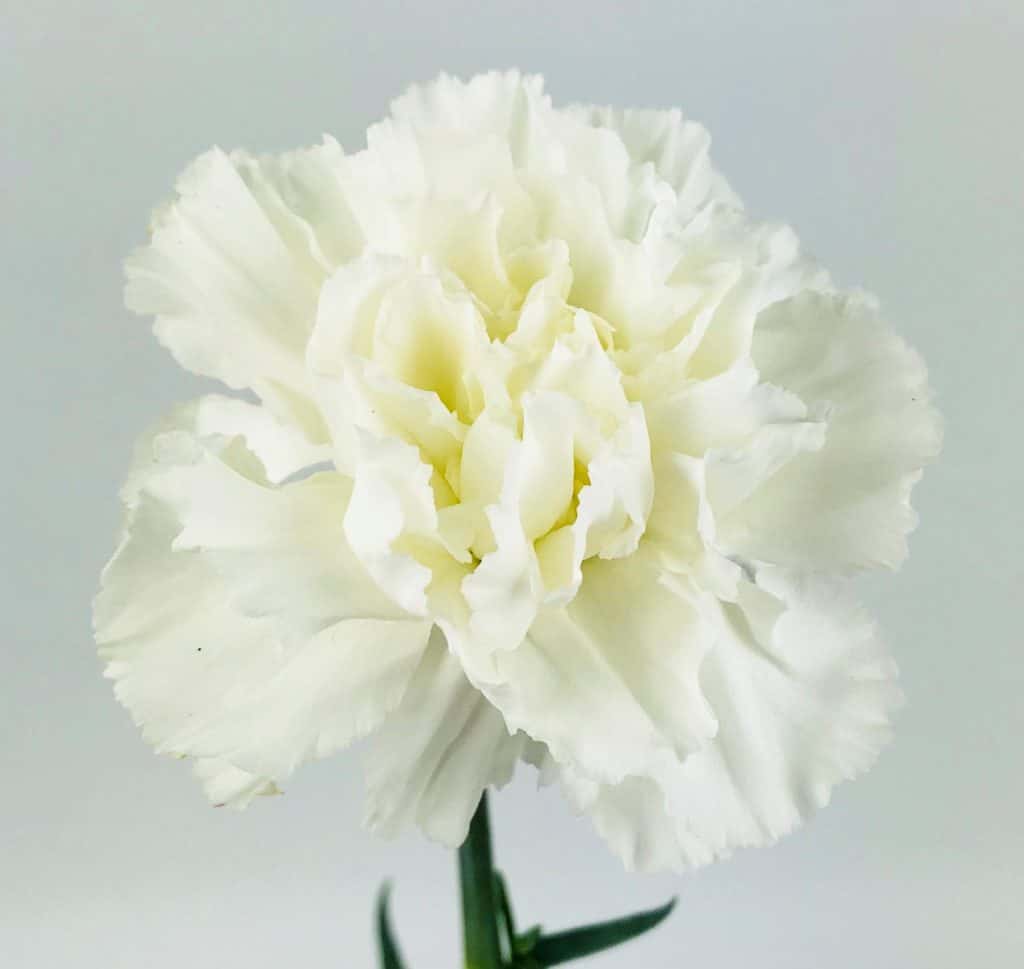 CARNATION WHITE - Wholesale Bulk Flowers - Cascade Floral