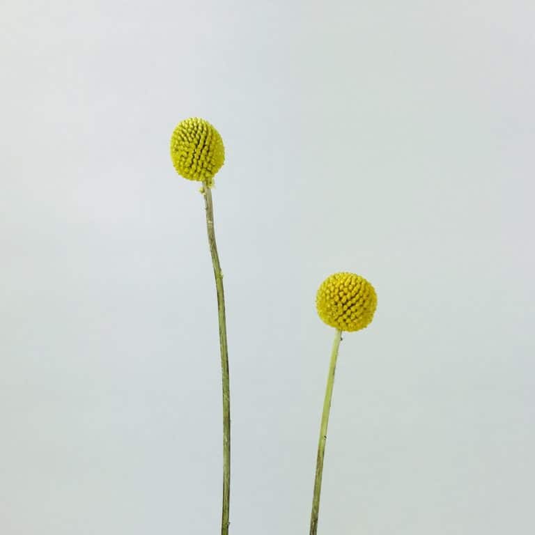 Craspedia - Billy Balls - Wholesale Bulk Flowers - Cascade Floral