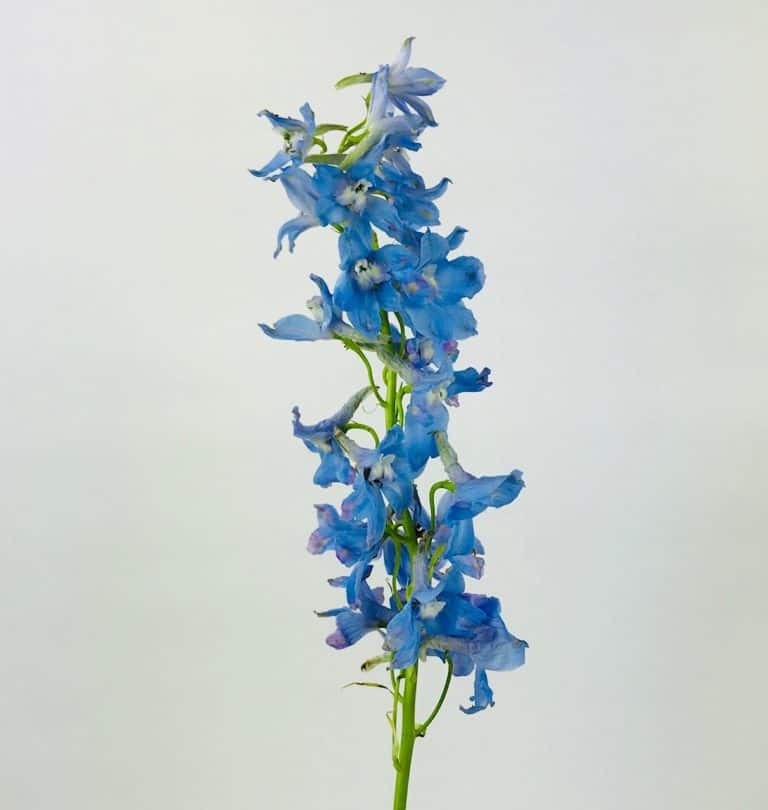 DELPHINIUM - LIGHT BLUE - Wholesale Bulk Flowers - Cascade Floral