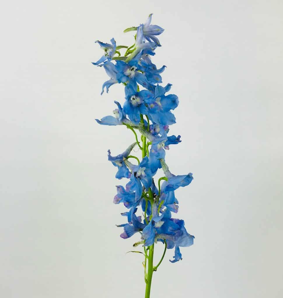 DELPHINIUM - LIGHT BLUE - Wholesale Bulk Flowers - Cascade Floral