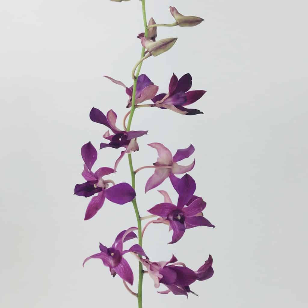 Hawaiian Dendrobium Orchid Purple - Wholesale Bulk Flowers - Cascade Floral