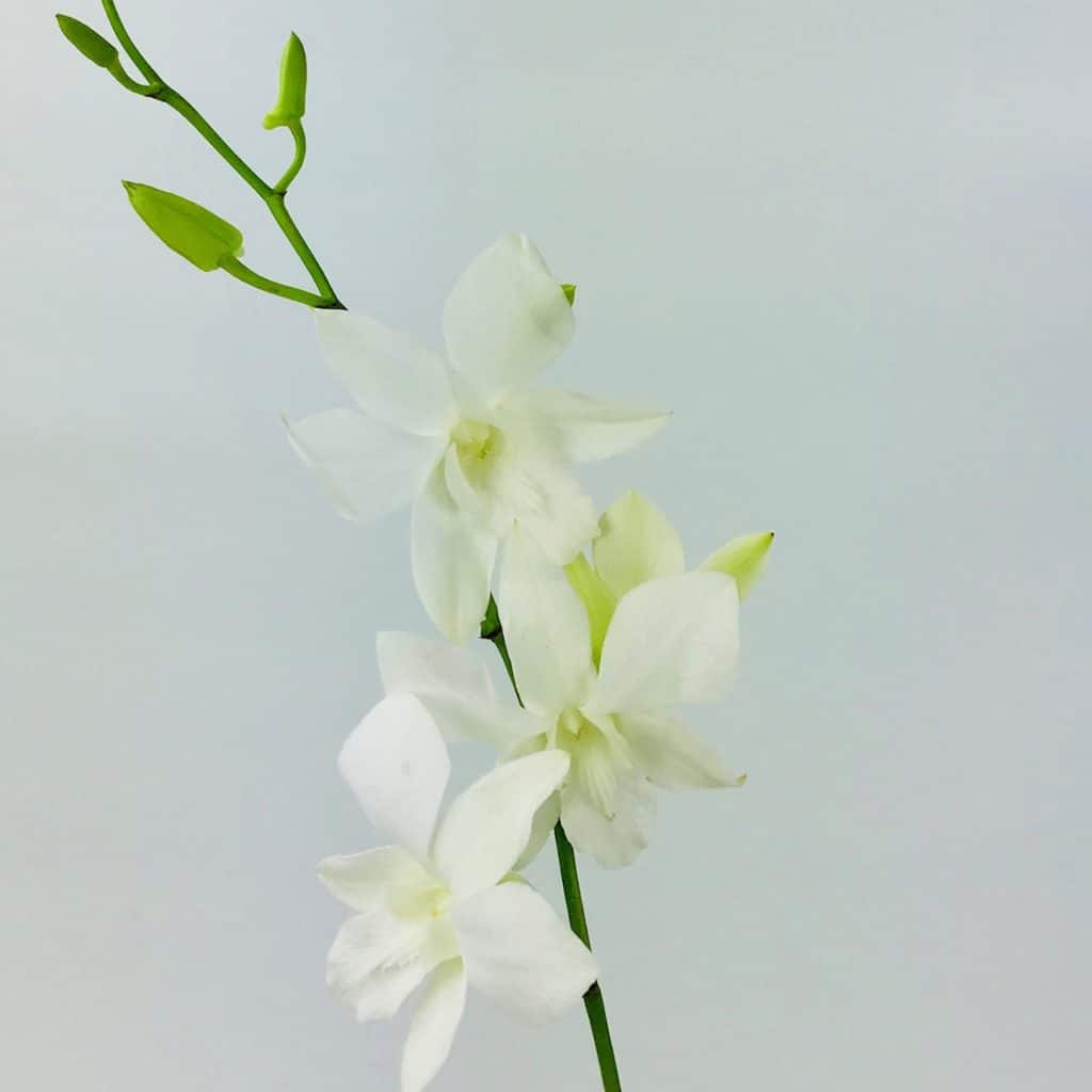 DENDROBIUM THAI ORCHID WHITE - Wholesale Bulk Flowers - Cascade Floral