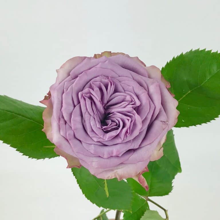 COOL WATER ROSE - 50CM - Wholesale Bulk Flowers - Cascade Floral
