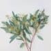 Lepidium - Green Dragon - Wholesale Bulk Flowers - Cascade Floral
