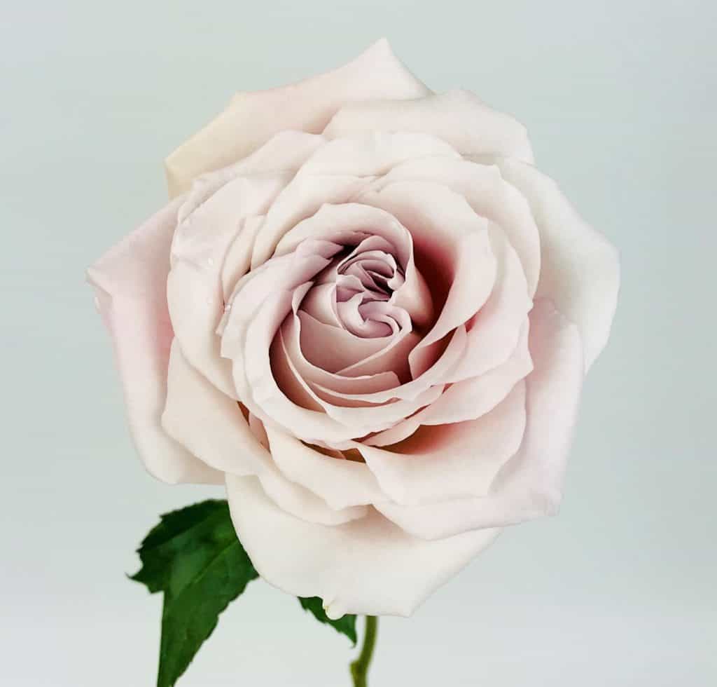 FAITH ROSE - 50CM - Wholesale Bulk Flowers - Cascade Floral