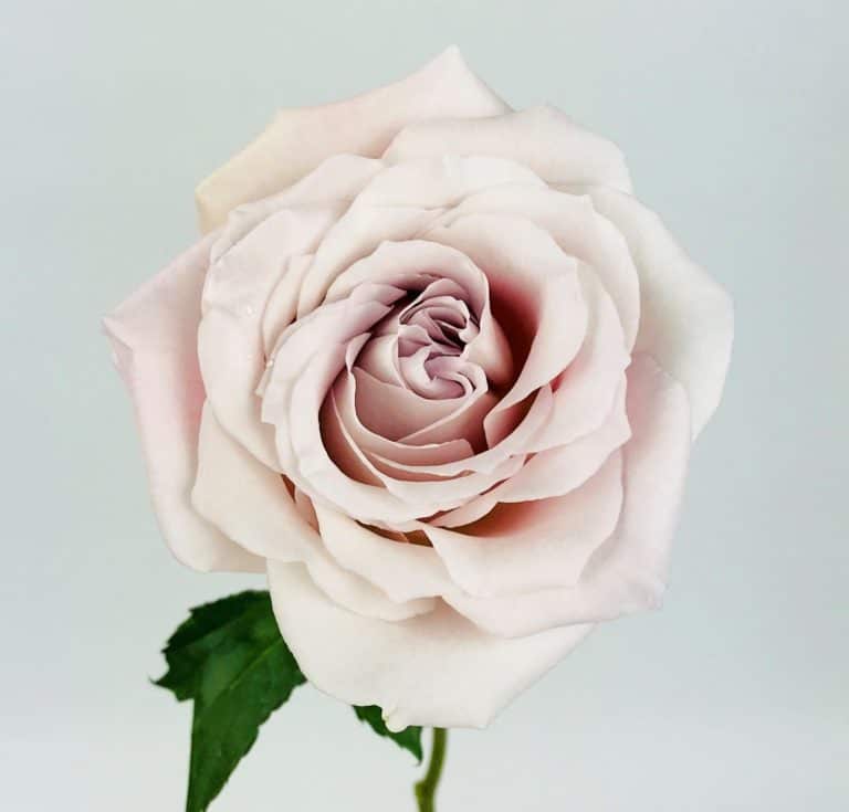 FAITH ROSE - 50CM - Wholesale Bulk Flowers - Cascade Floral