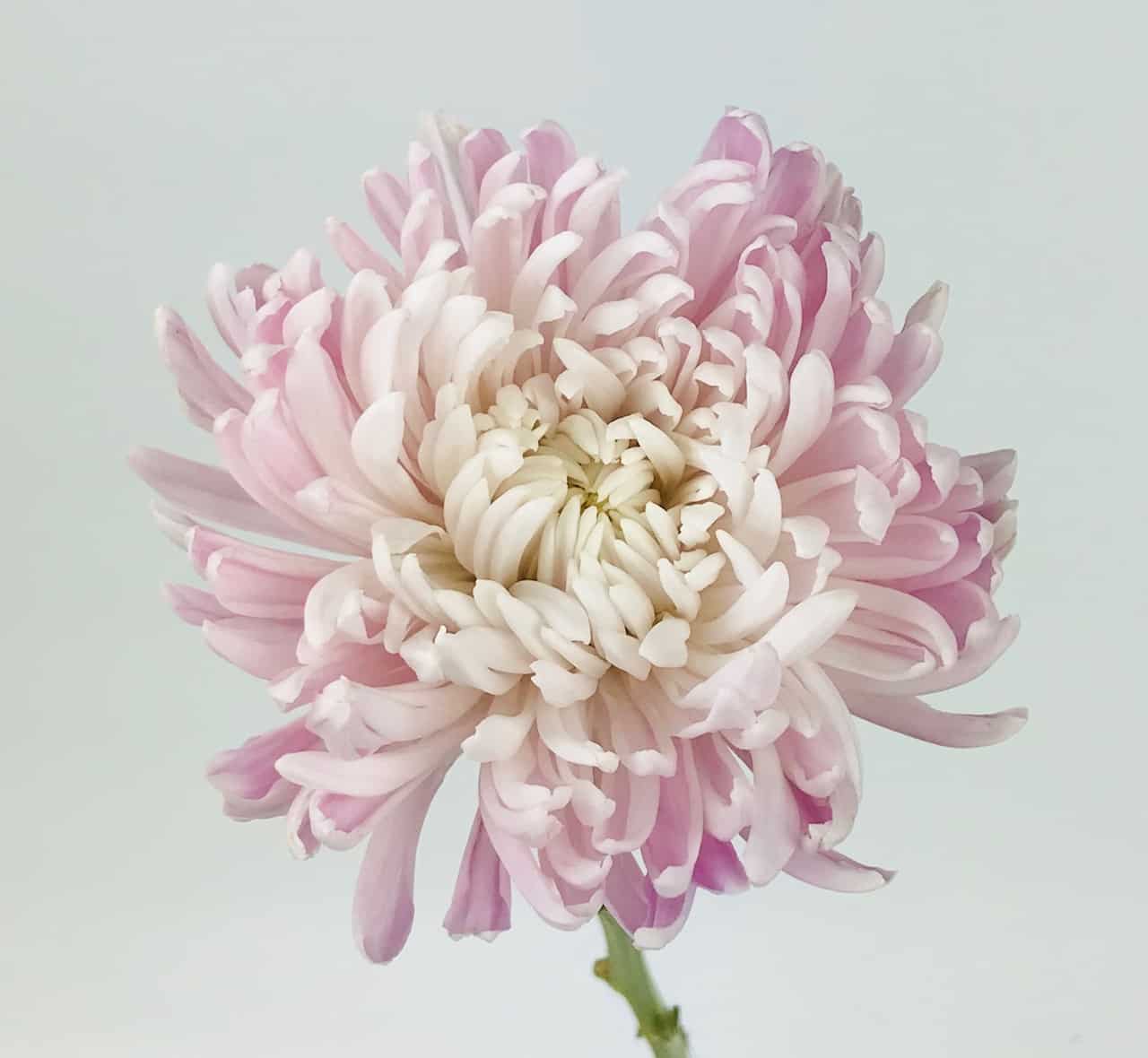 FOOTBALL MUMS | LIGHT PURPLE - Wholesale Bulk Flowers - Cascade Floral