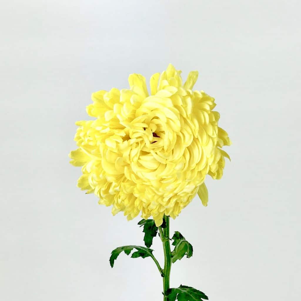 Bulk Standard Mums Delivery - Shop Wholesale (DIY) Flowers - Cascade Floral