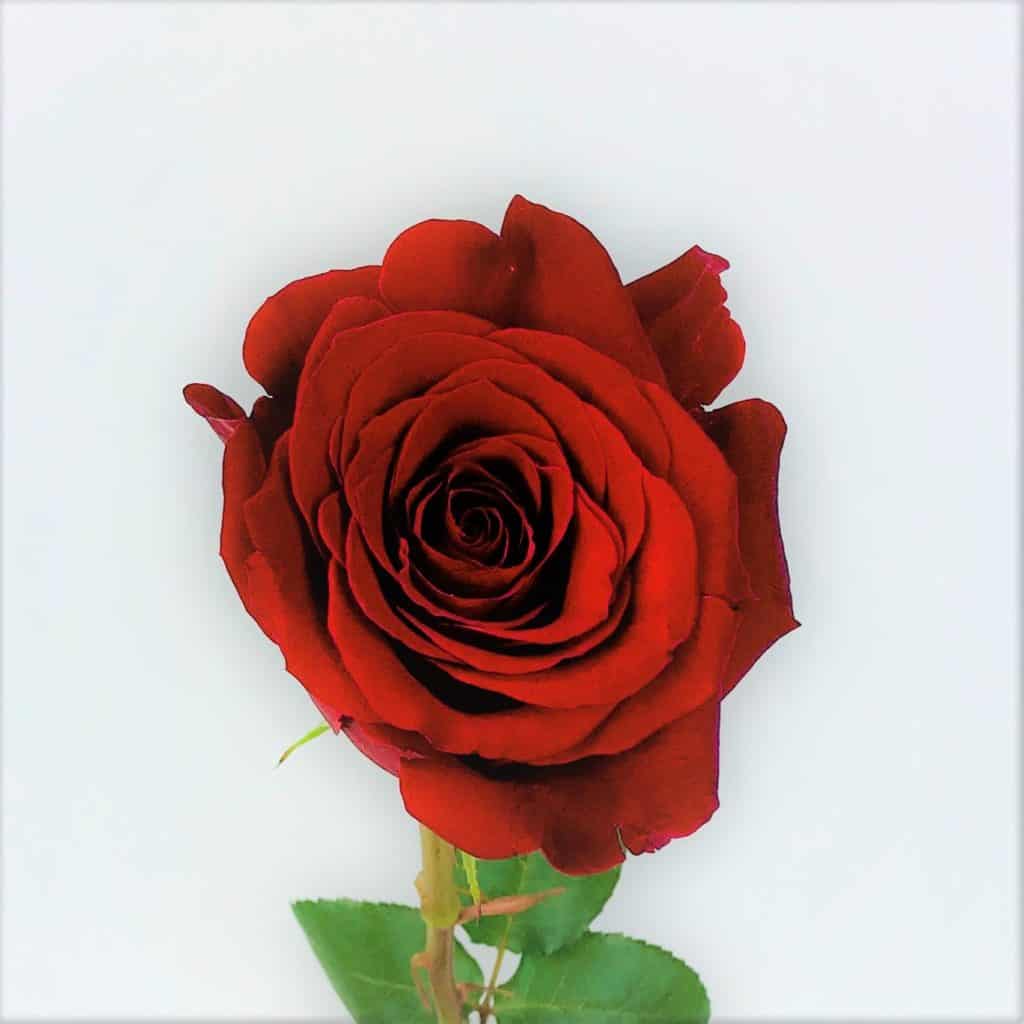 Freedom Rose - 40CM - Wholesale Bulk Flowers - Cascade Floral