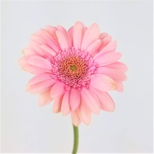 GERBERA DAISY- LIGHT PINK - Wholesale Bulk Flowers - Cascade Floral
