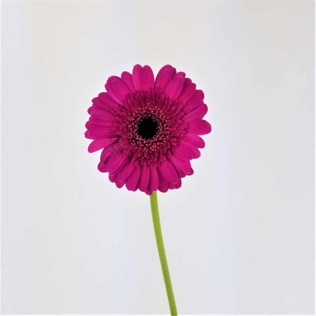 GERBERA DAISY- MINI MAGENTA - Wholesale Bulk Flowers - Cascade Floral