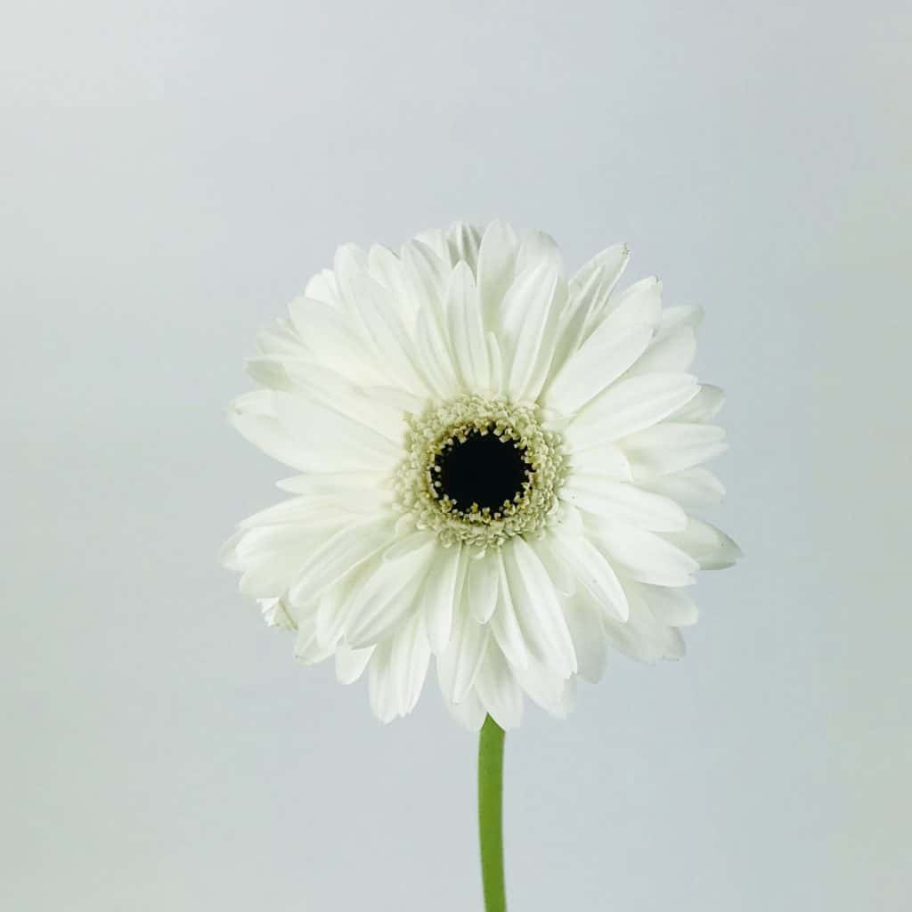 GERBERA DAISY- MINI WHITE - Wholesale Bulk Flowers - Cascade Floral