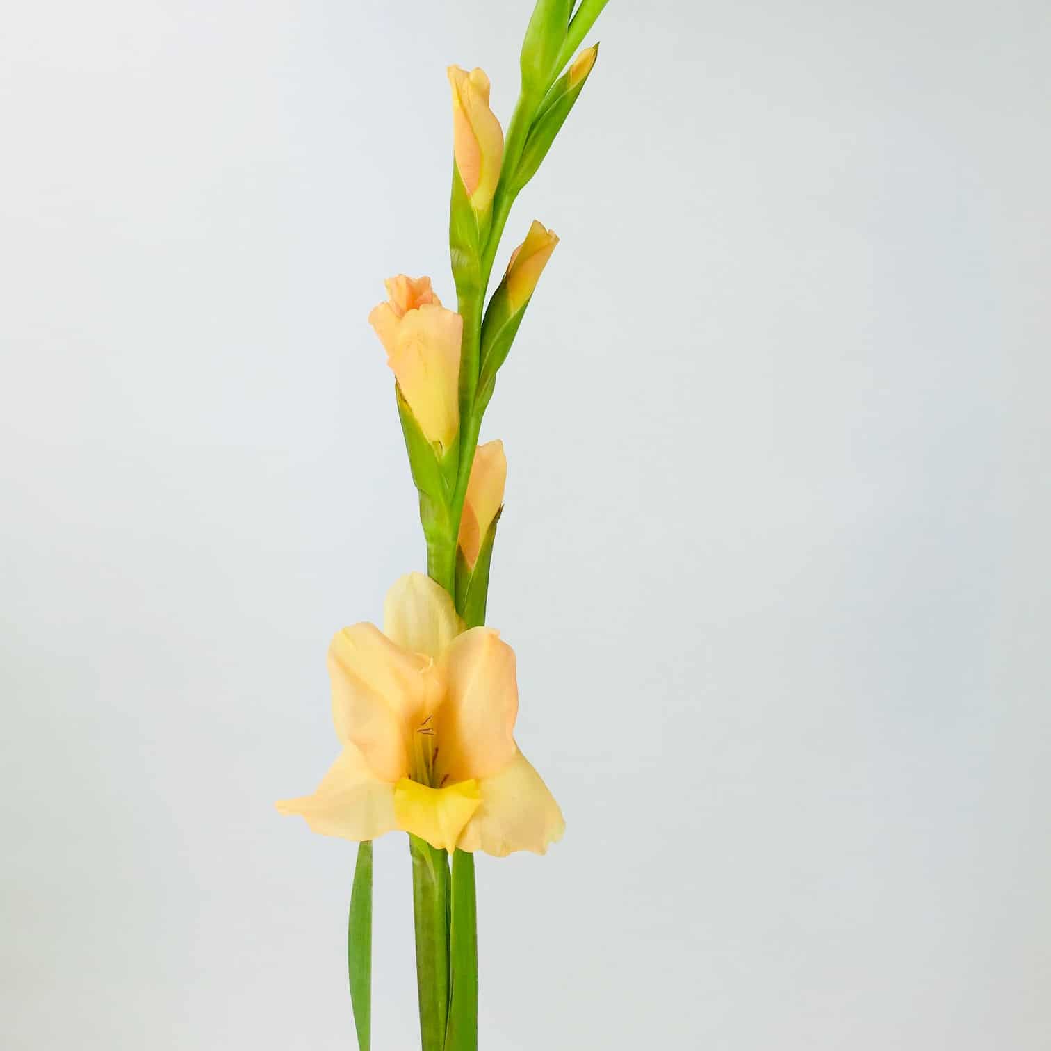Line Flowers - Wholesale Bulk Flowers