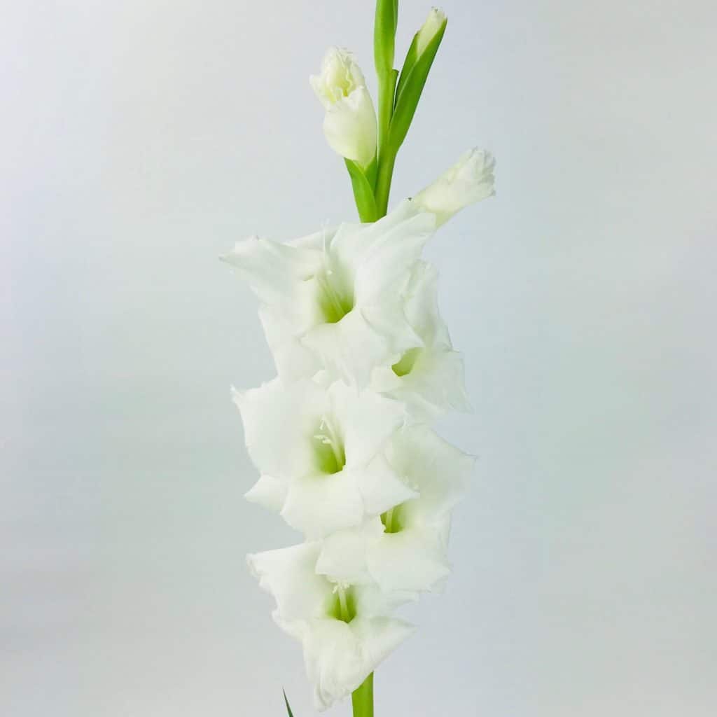 SNAPDRAGONS - WHITE - Wholesale Bulk Flowers - Cascade Floral