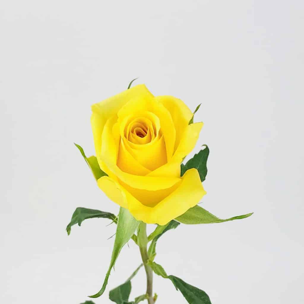 Gold Strike Rose - 50cm - Wholesale Bulk Flowers - Cascade Floral