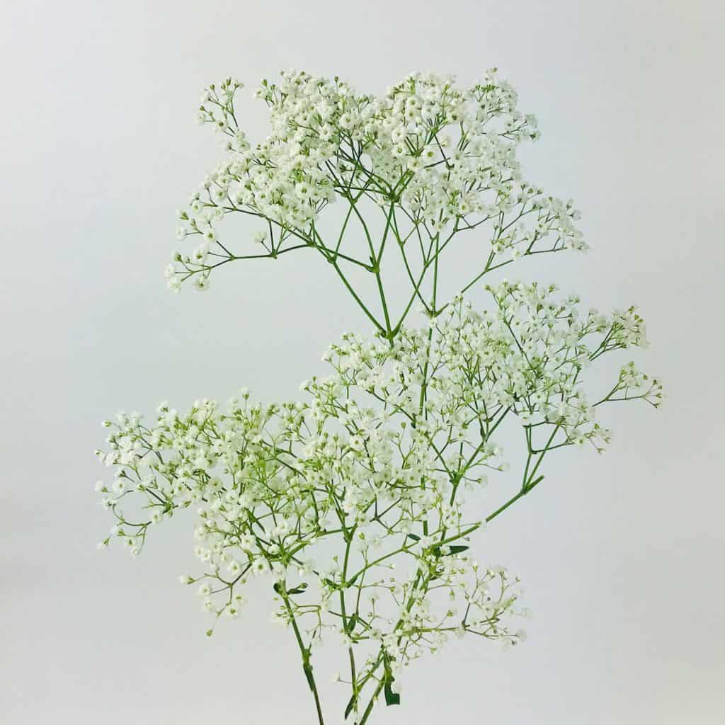 Gypsophilia - Million Star - Wholesale Bulk Flowers - Cascade Floral