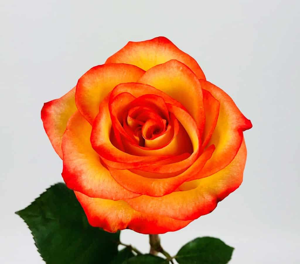 HIGH AND MAGIC ROSE - 50CM - Wholesale Flowers - Cascade Floral