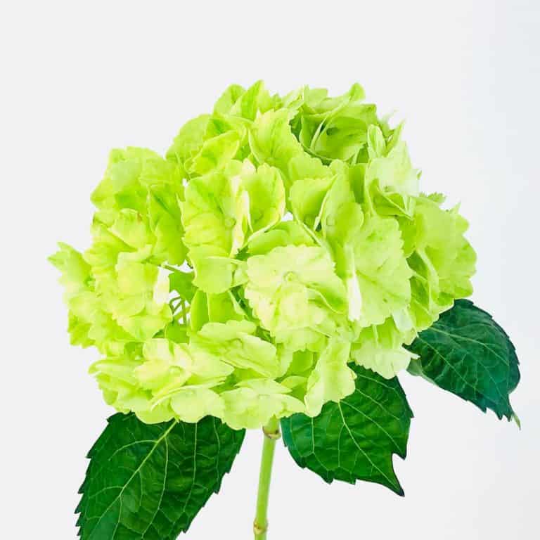 Green Mini Hydrangea - Wholesale Bulk Flowers - Cascade Floral
