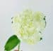White Hydrangea - Wholesale Bulk Flowers - Cascade Floral