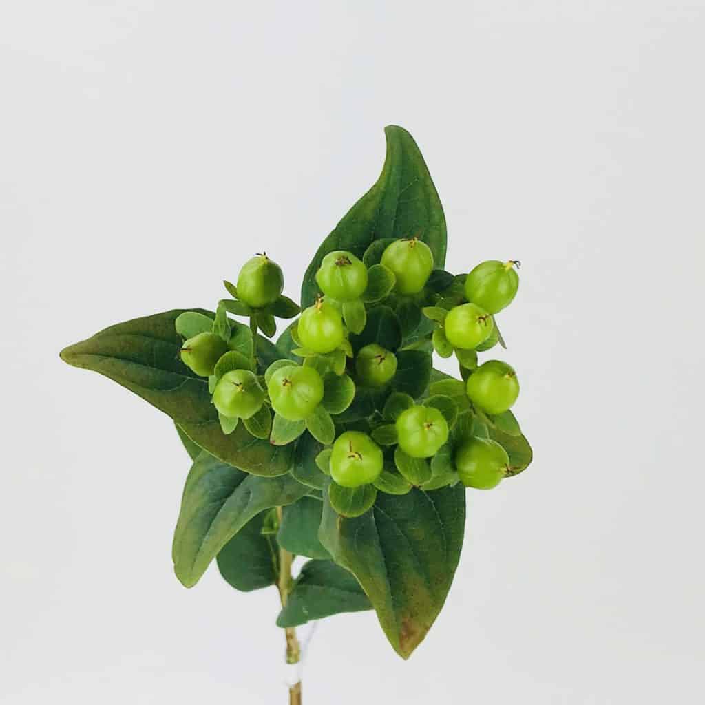 HYPERICUM BERRY GREEN - Wholesale Bulk Flowers - Cascade Floral