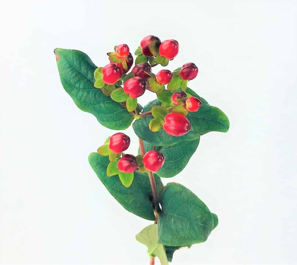 HYPERICUM BERRY RED - Wholesale Bulk Flowers - Cascade Floral