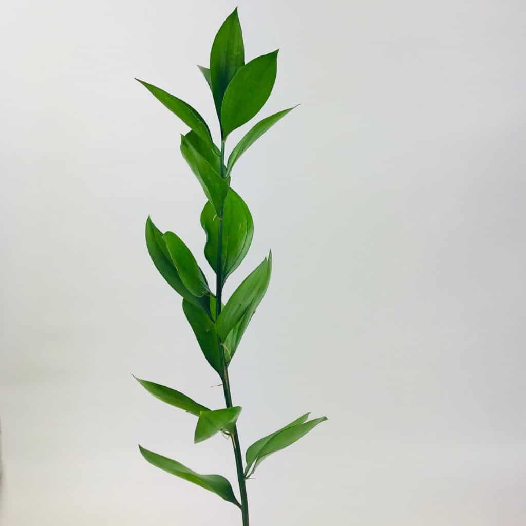 Italian Ruscus Wholesale Bulk Flower Delivery - Bulk Greenery Online