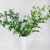 Italian Ruscus Wholesale Bulk Flower Delivery - Bulk Greenery Online
