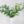 Italian Ruscus Wholesale Bulk Flower Delivery - Bulk Greenery Online