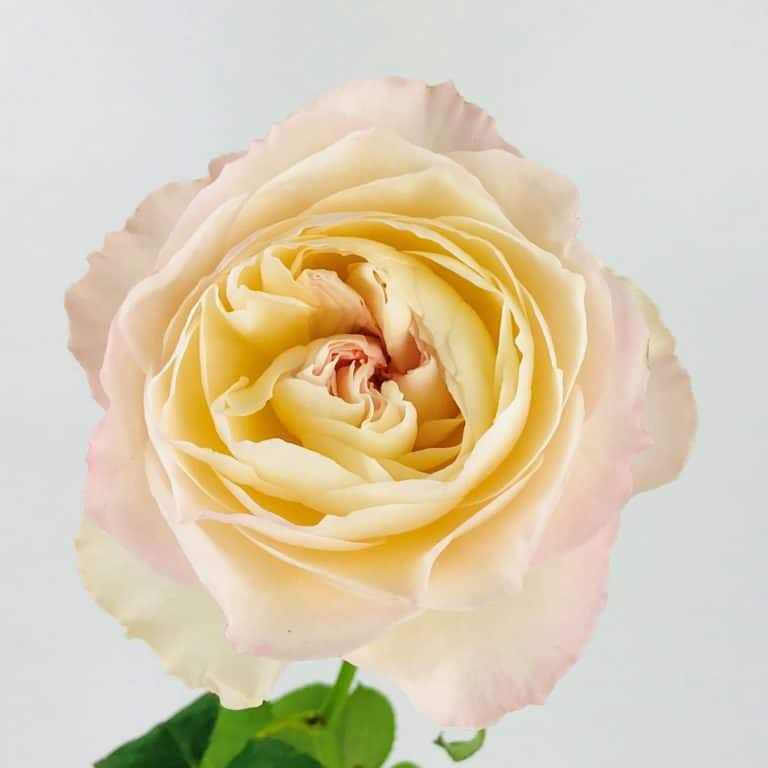 Bulk Roses - Wholesale & DIY Rose Delivery Nationwide - Cascade Floral