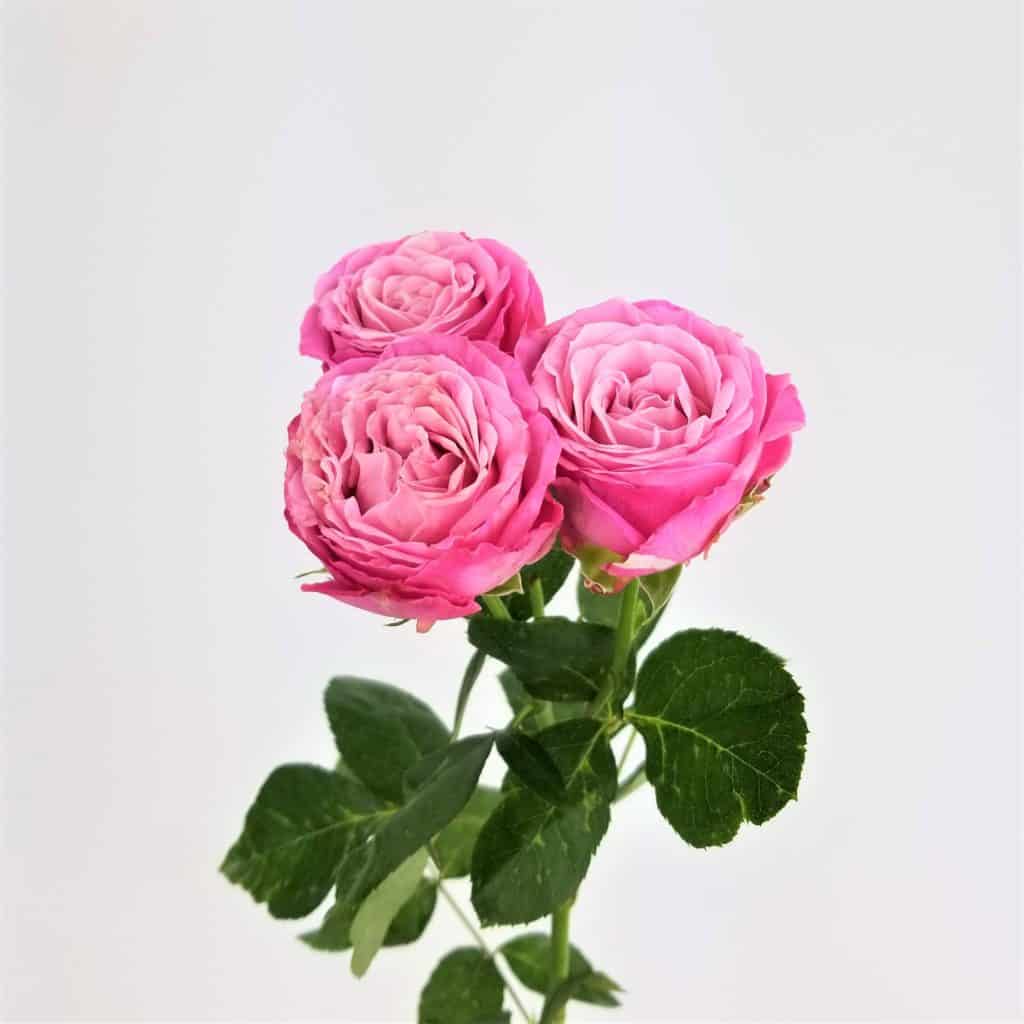 Garden Spray Roses - Wholesale Bulk Flowers