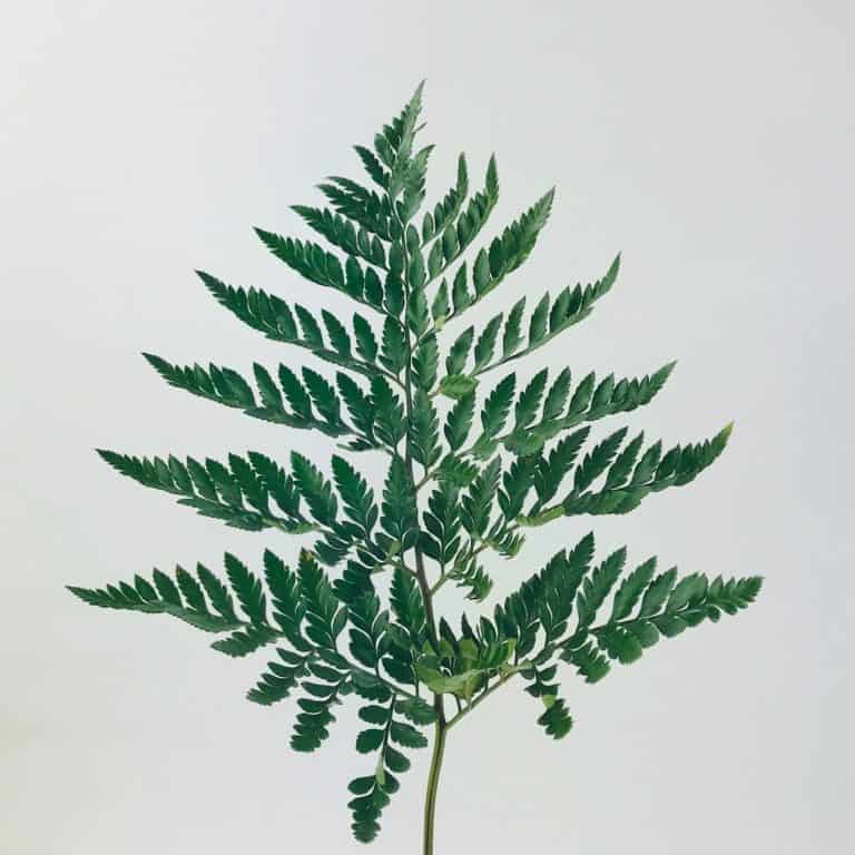 Leather Leaf - Wholesale Bulk Flowers - Cascade Floral