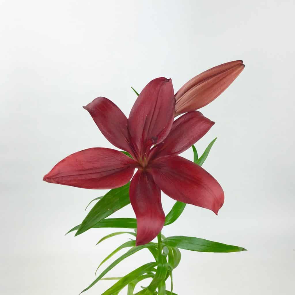 LILY ASIATIC - BURGUNDY - Wholesale Bulk Flowers - Cascade Floral